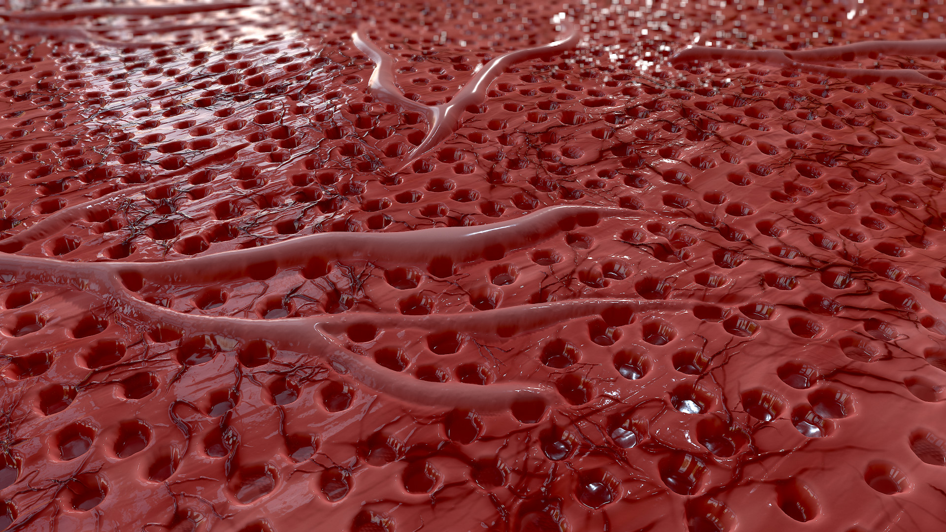 Maxime Dotremont - Lung Mucosa