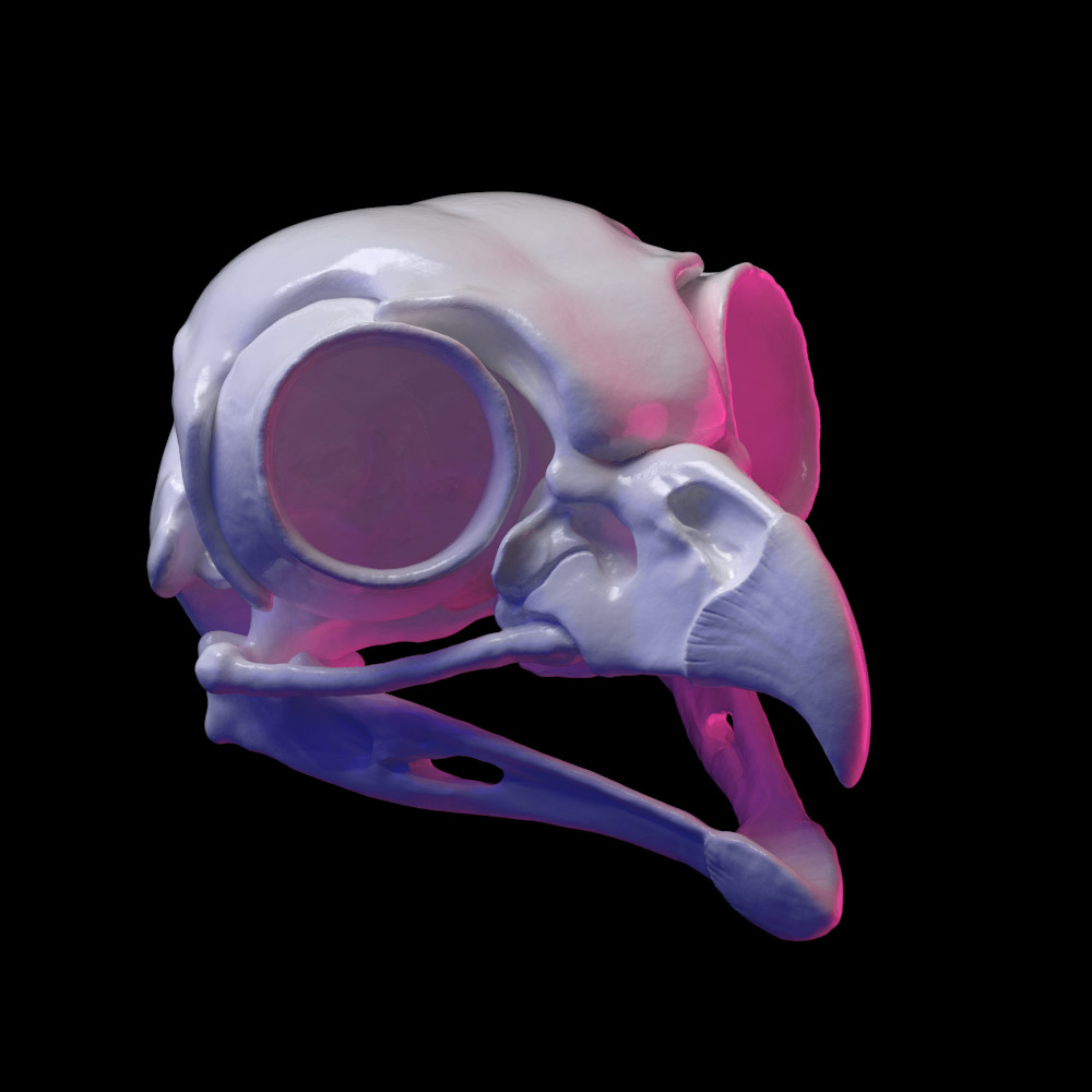 ArtStation - Owl skull 3D print model
