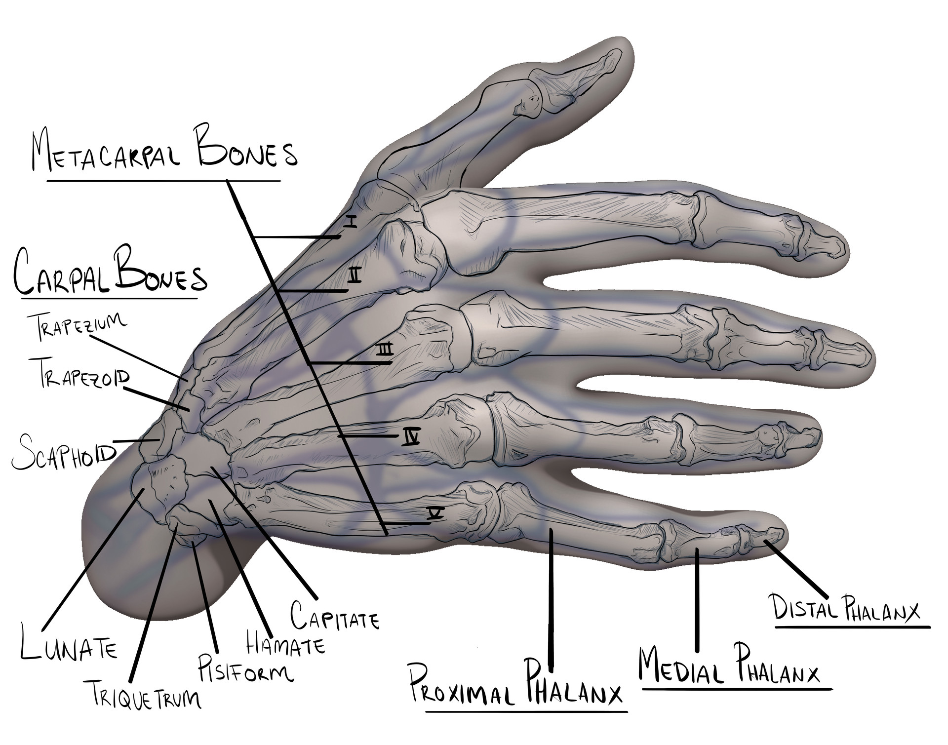Noah York - Mock Art Test: Hand Sculpt With Underlying Anatomy