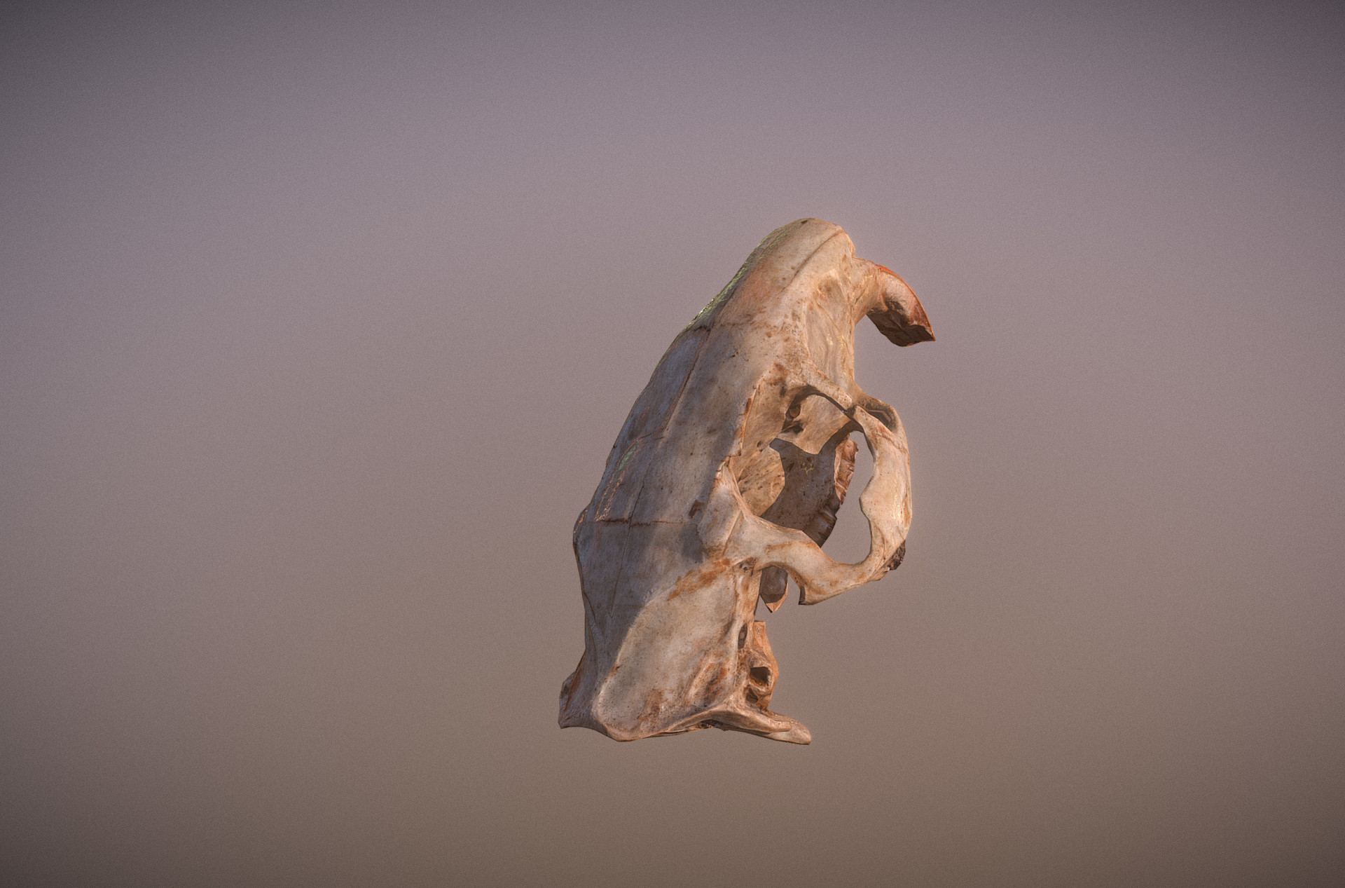 Mantas Talmantas - Photorealistic scanned Nutria's skull