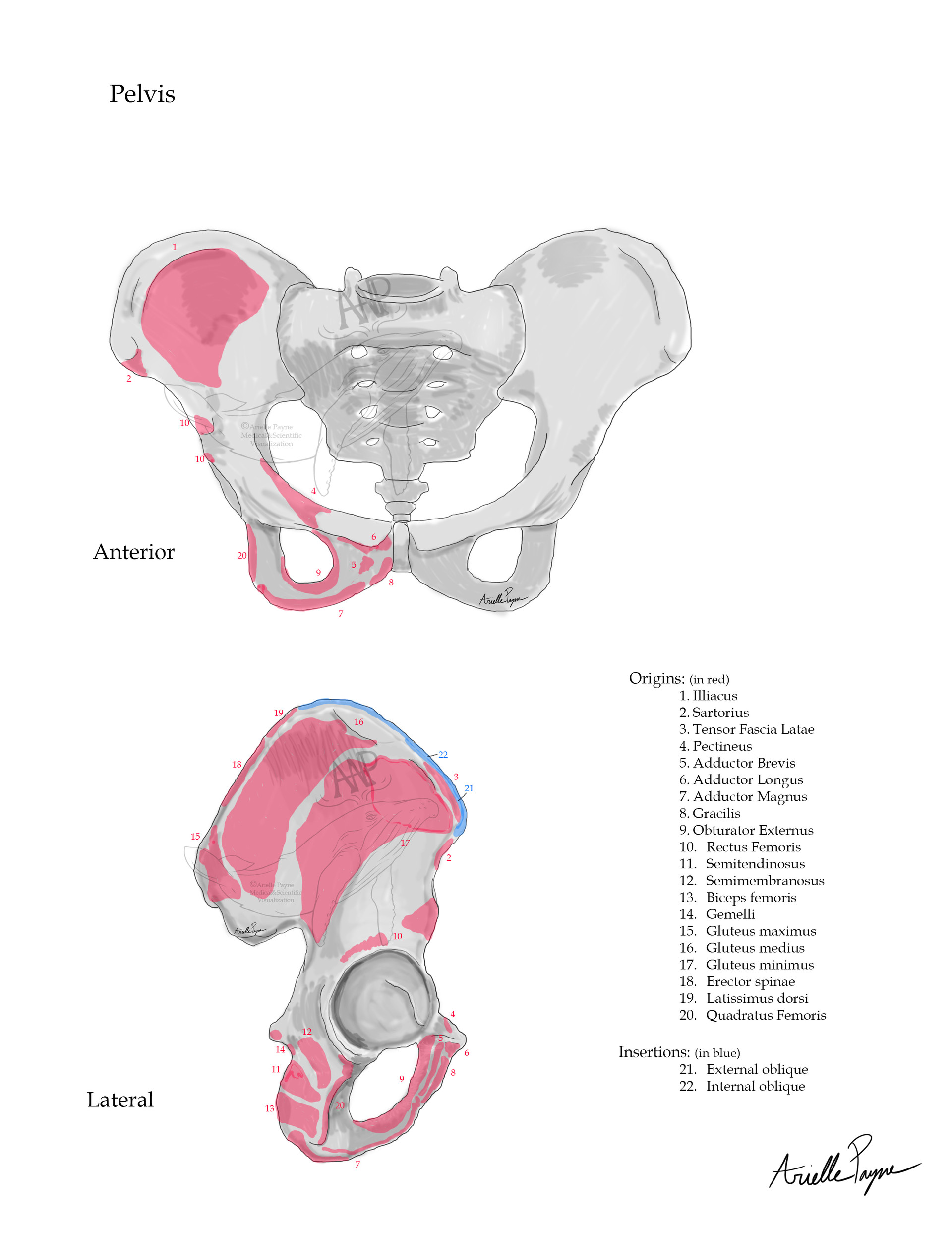 Arielle Nikini Payne - Medical Visualization Applied to Anthropologic ...