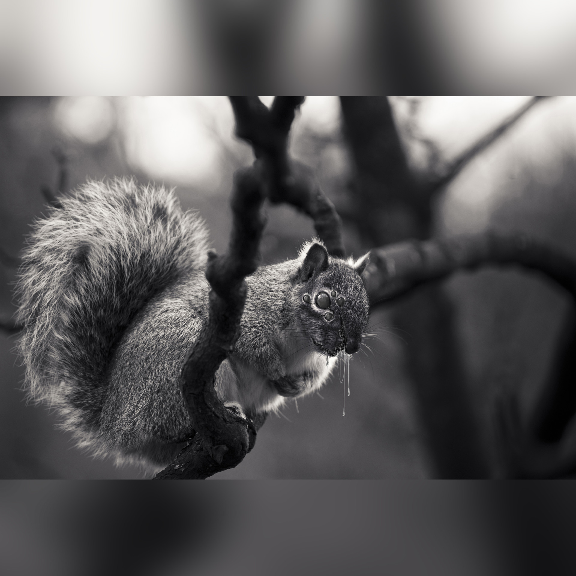 Squider by Akshay Kumar : r/ImaginaryHorrors