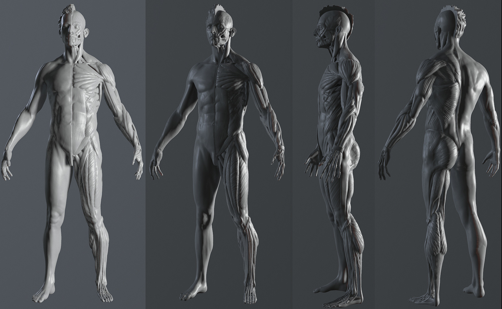 ArtStation - Male ecorche wip2