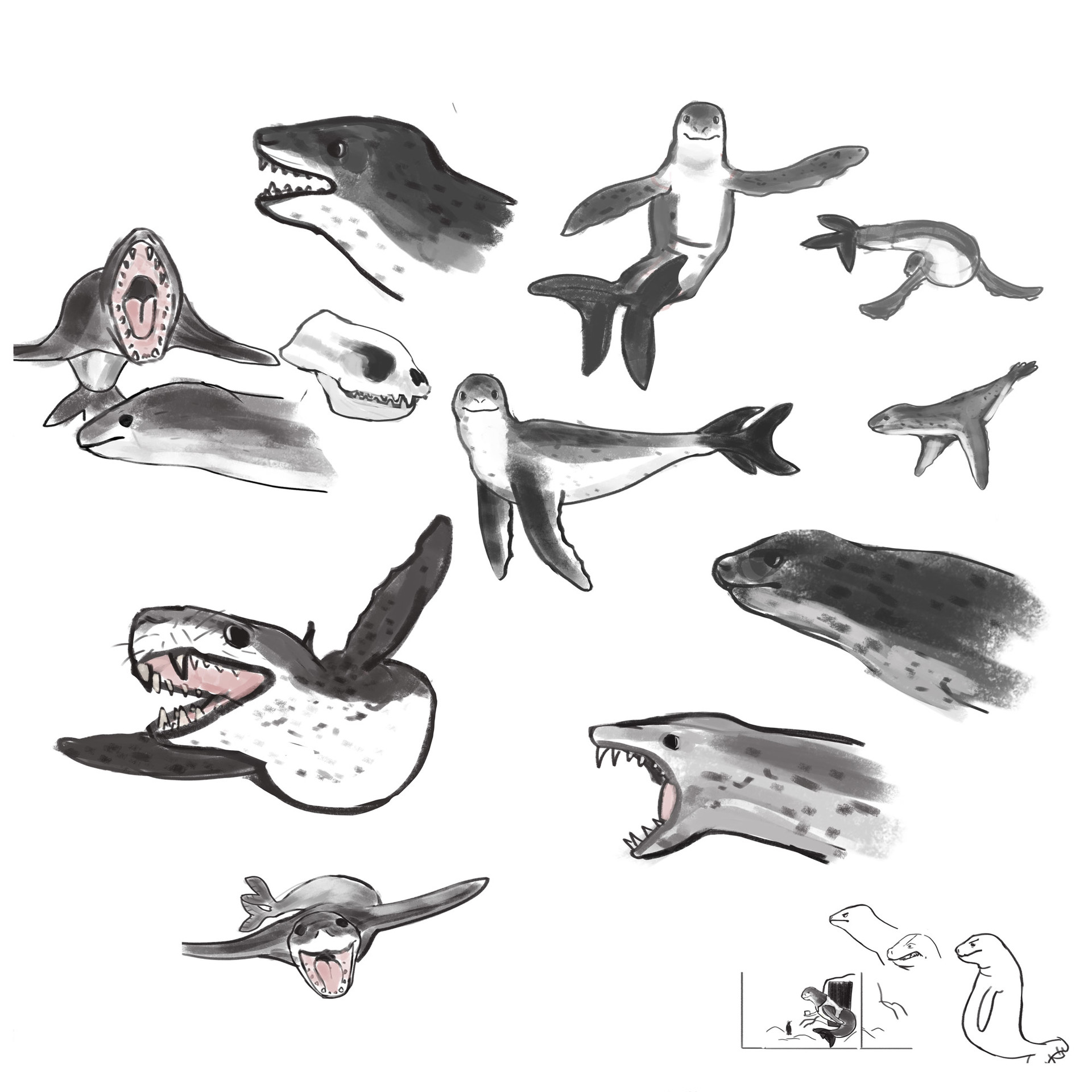 Leopard Seal Drawing