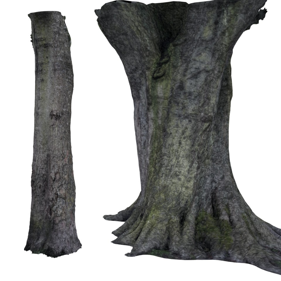 Rhys Newman - Foggy Forest