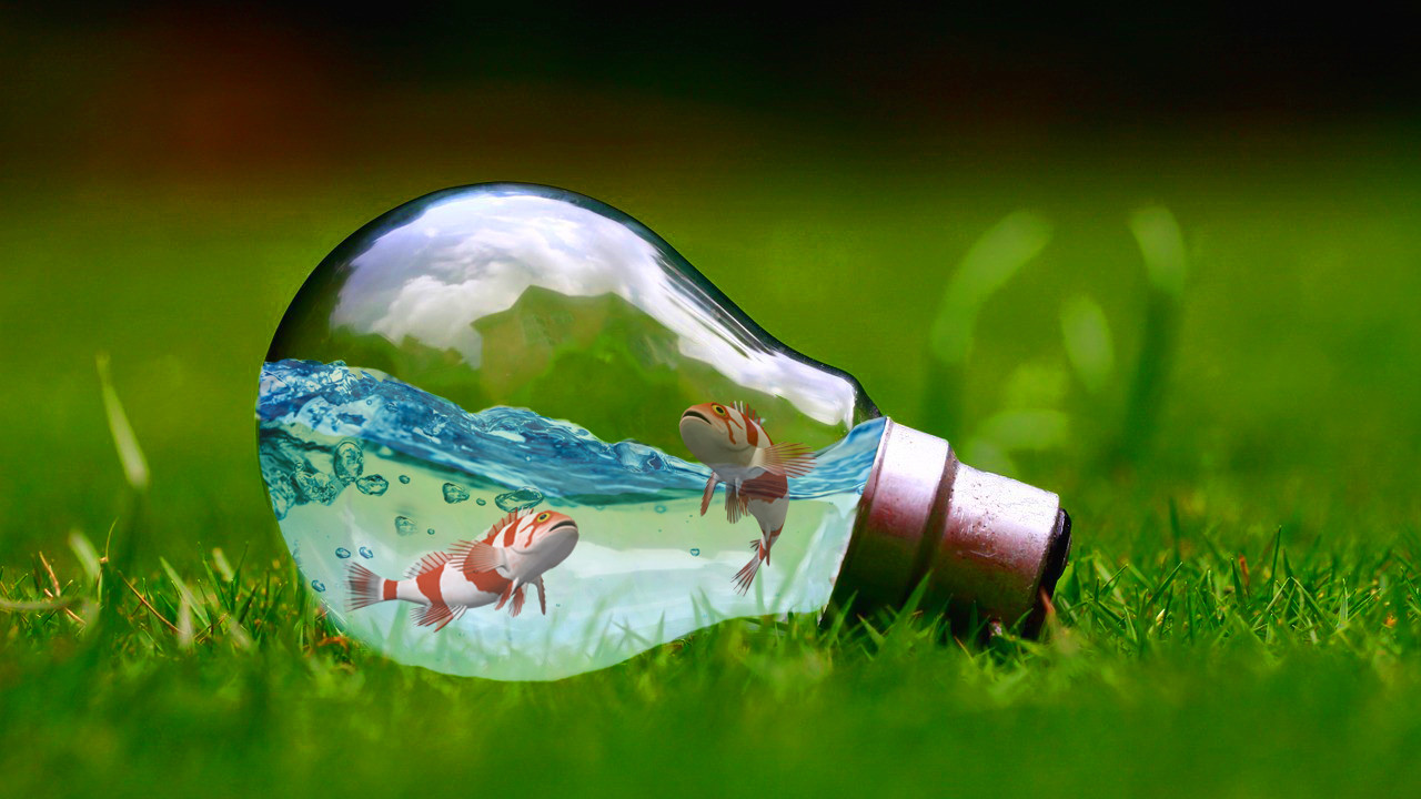 Samuel Preston - Fish Bulb