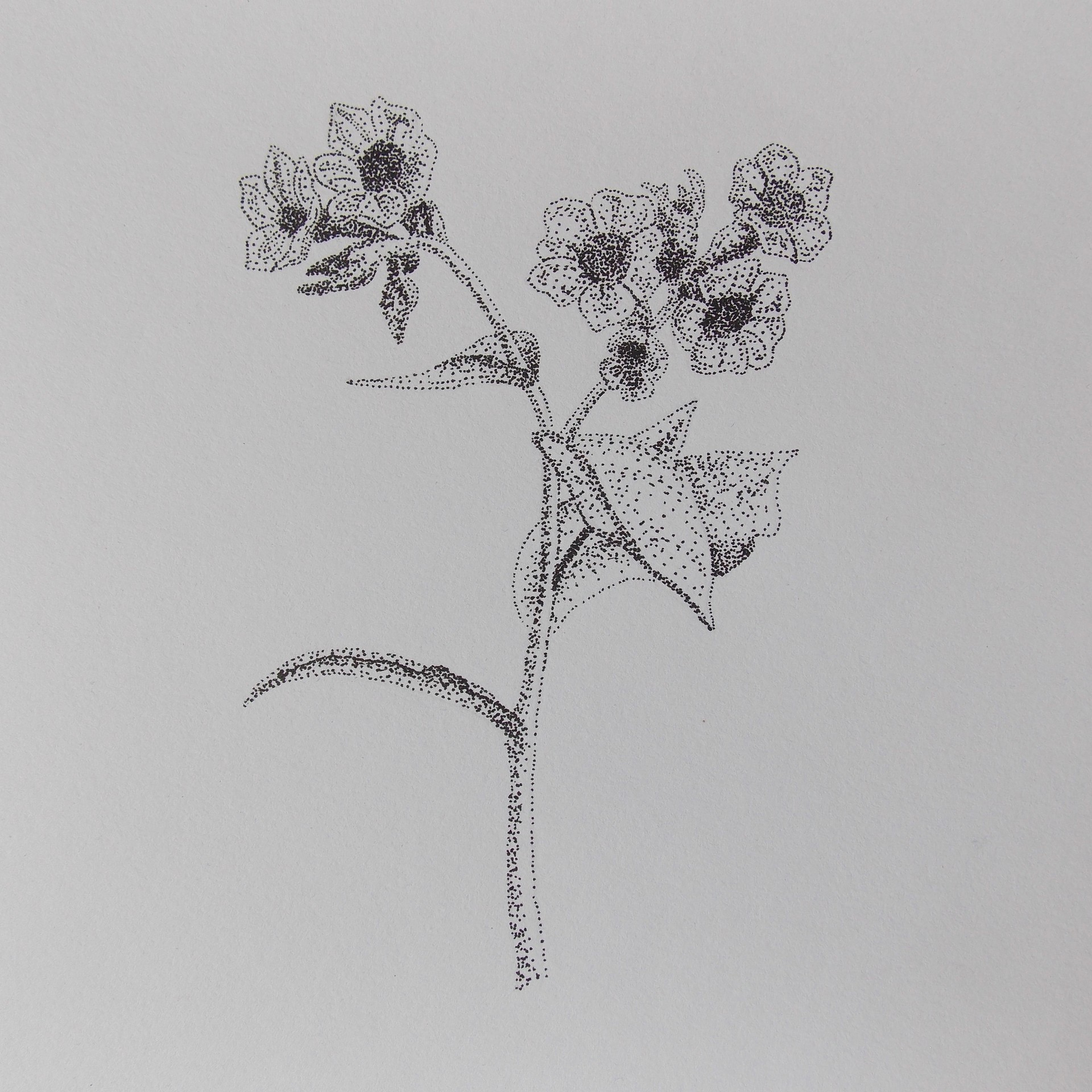 ArtStation - [2016] Flower Study - School Project