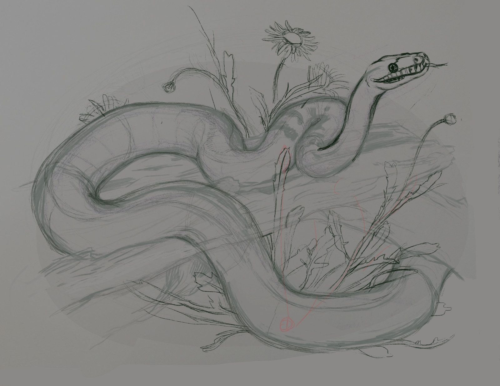 Kayla Woods - Murray Darling Carpet Python (Morelia Spilota Metcafei)