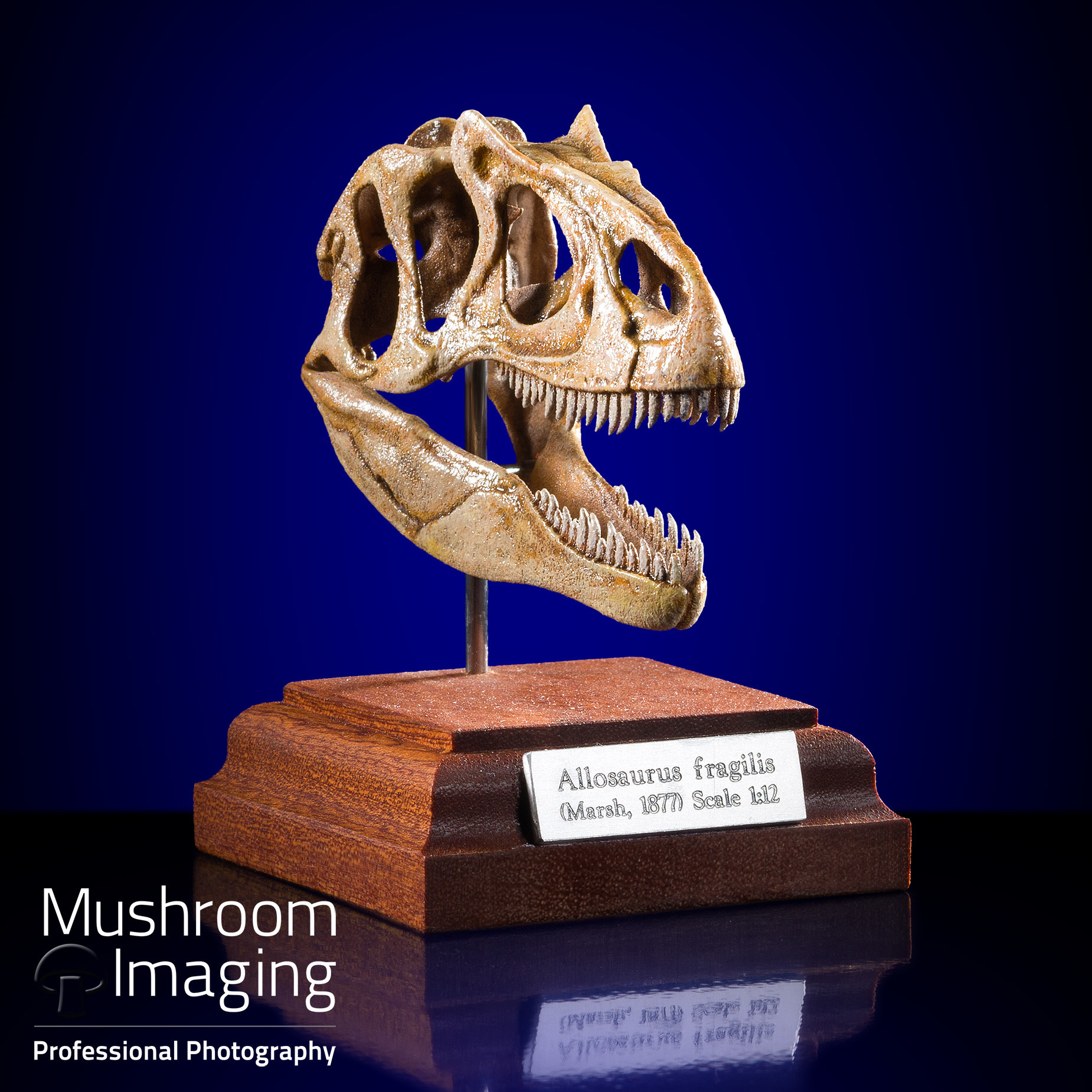DinoReplicas - 3D Model Works - Dinosaur 3D printed skull - Allosaurus
