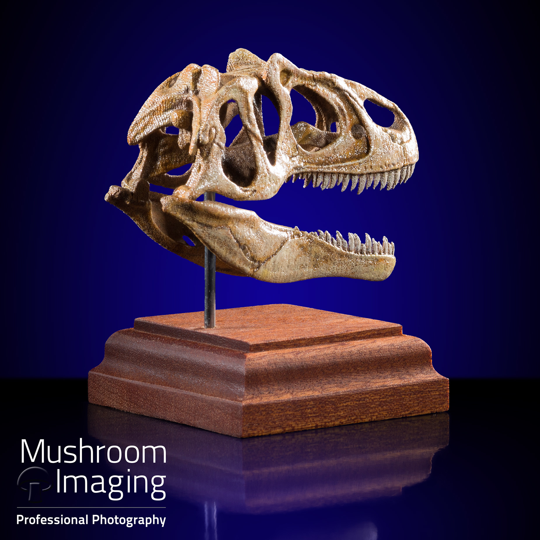 DinoReplicas - 3D Model Works - Dinosaur 3D printed skull - Allosaurus