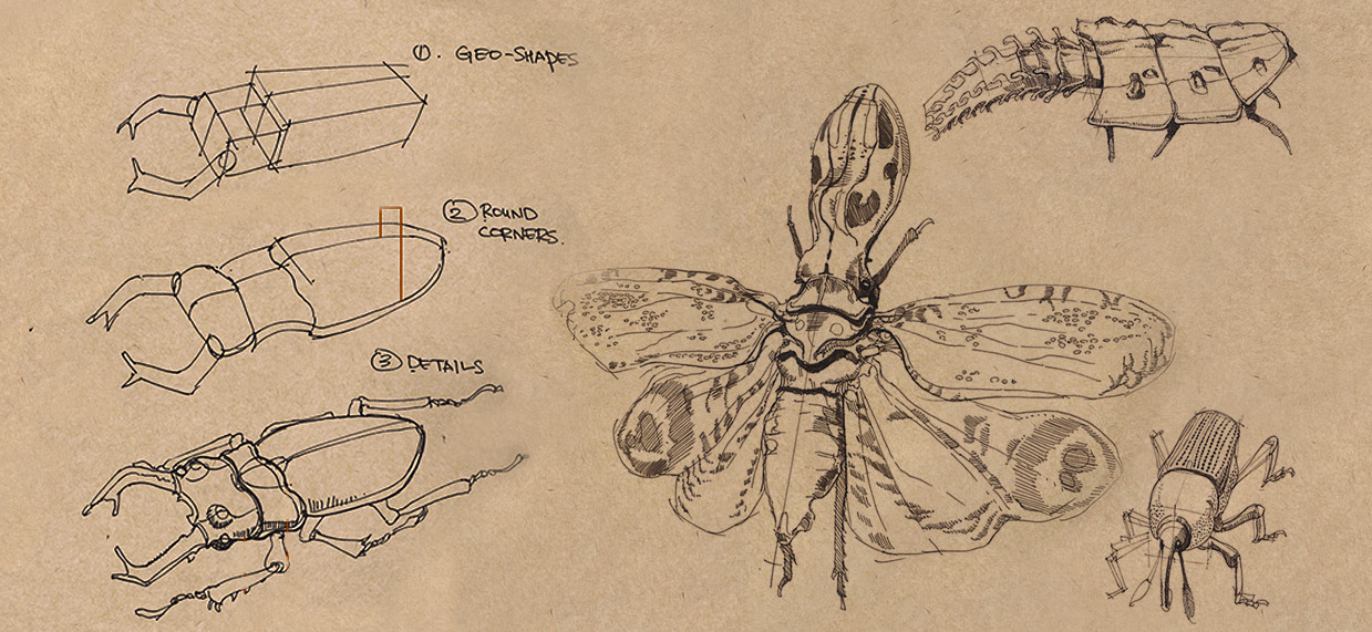 sketching insects