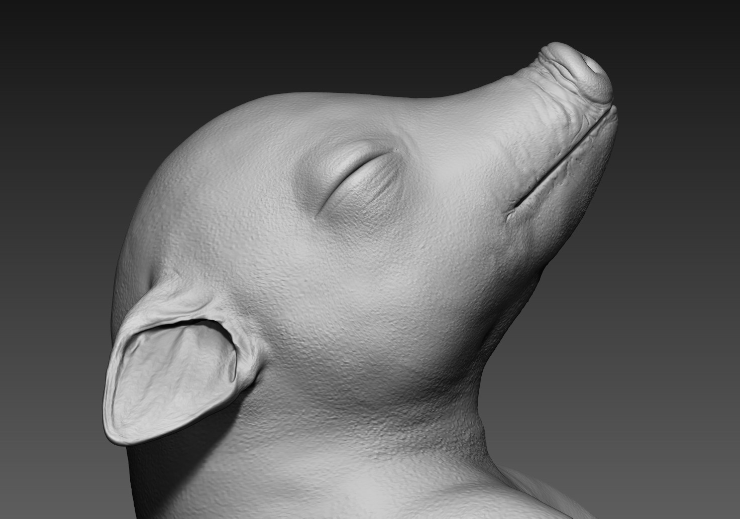 Walfrido Monteiro - Queixada (tayassu pecari)