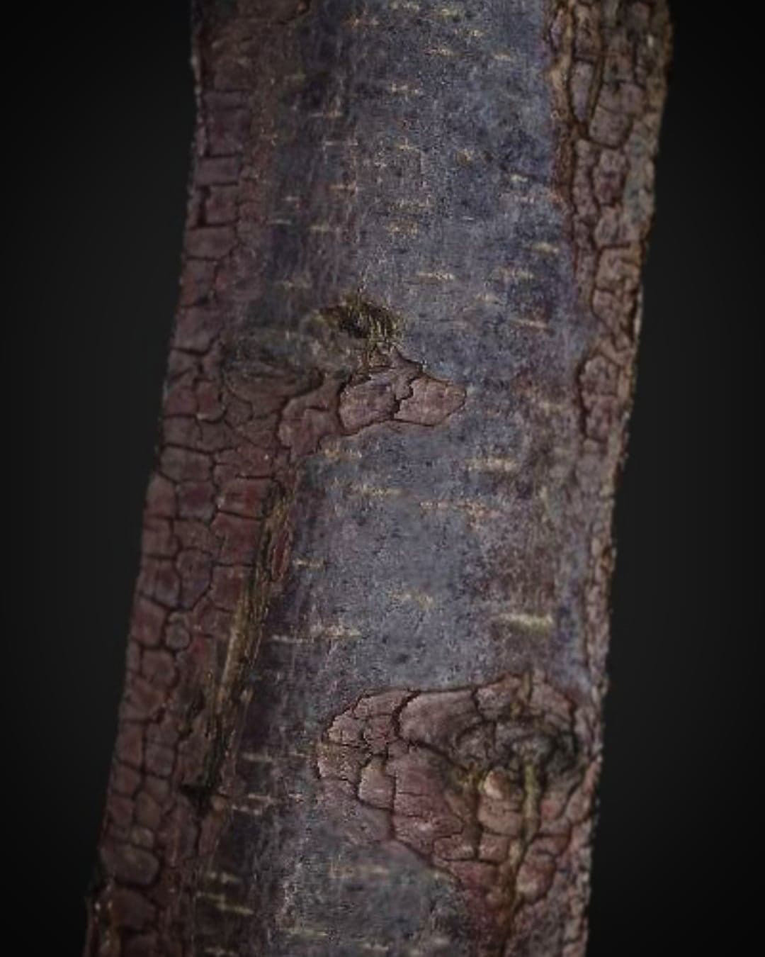 ArtStation - Tree Bark