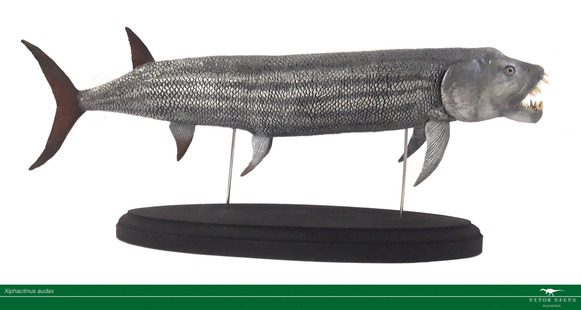 Xiphactinus 3d Model