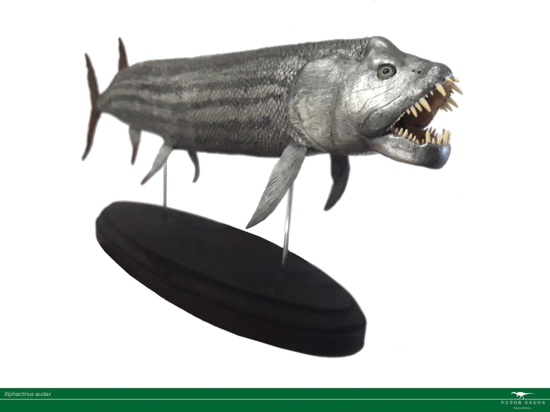 Xiphactinus 3d Model