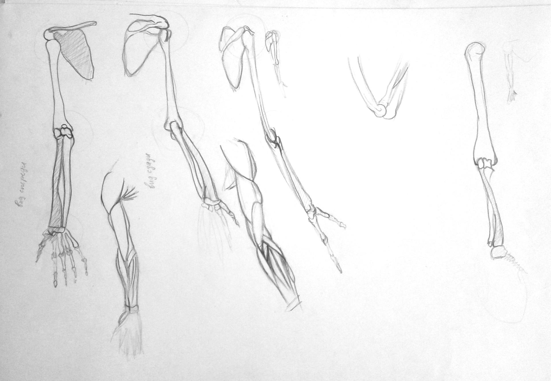 Alex Zaikin - Traditional 2D Study - Anatomy