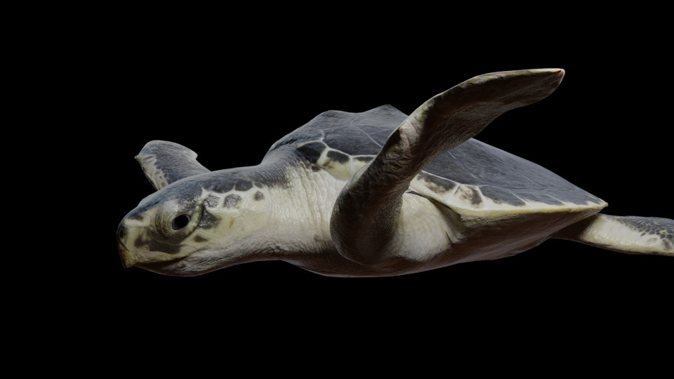 ArtStation - Juvenile Kemp Ridley Sea Turtle