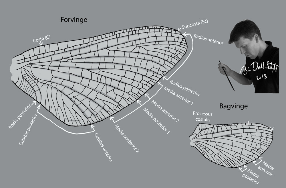 how to draw veins in photoshop
