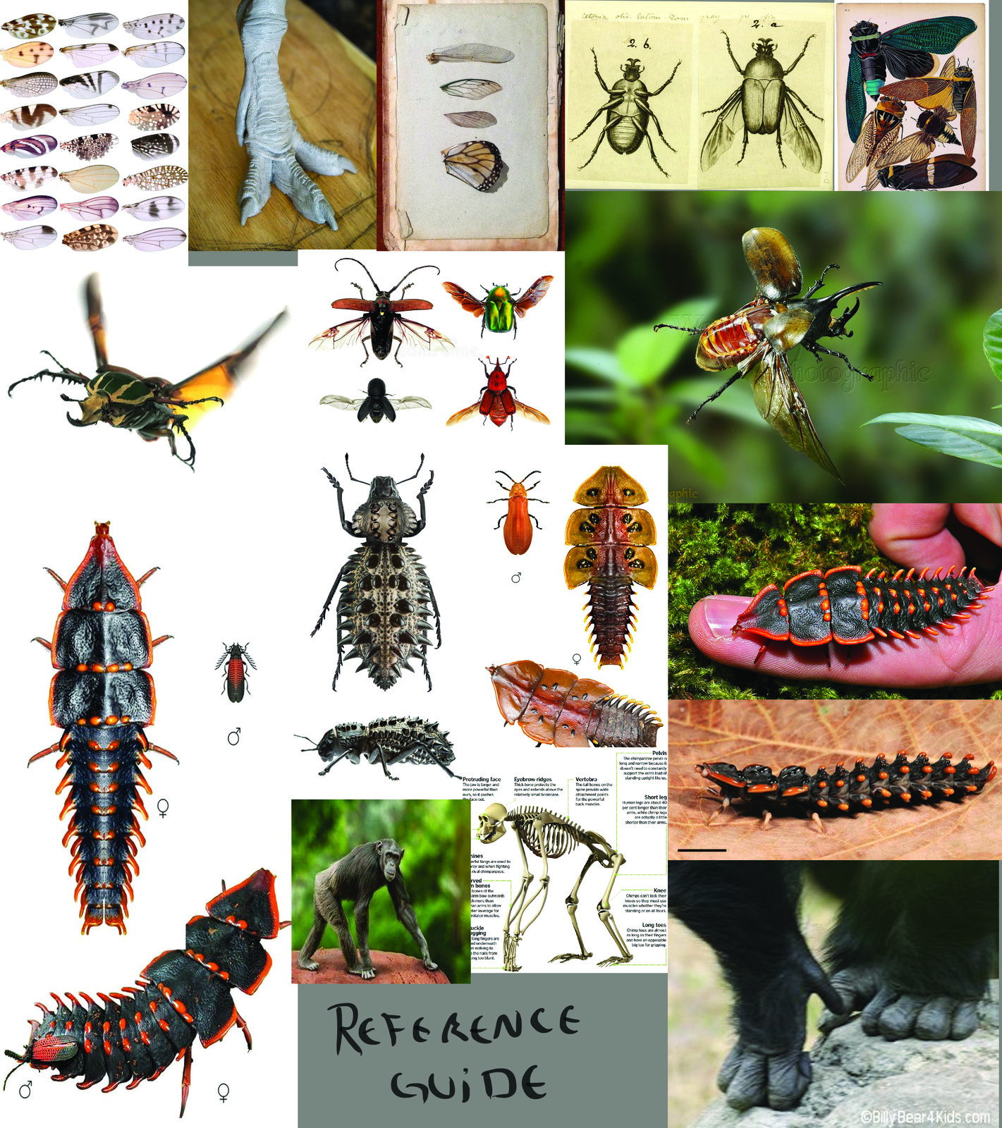 Fernanda Adami - Insectod Dragon