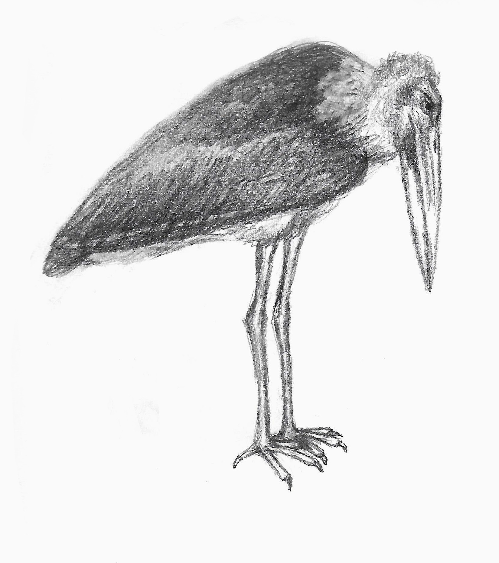 Marabou Stork Drawing