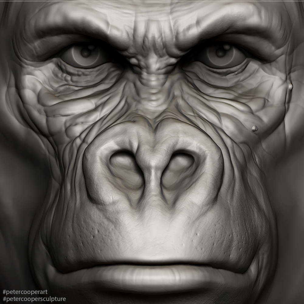 ArtStation - Wip: Animal study | Silverback Gorilla.
