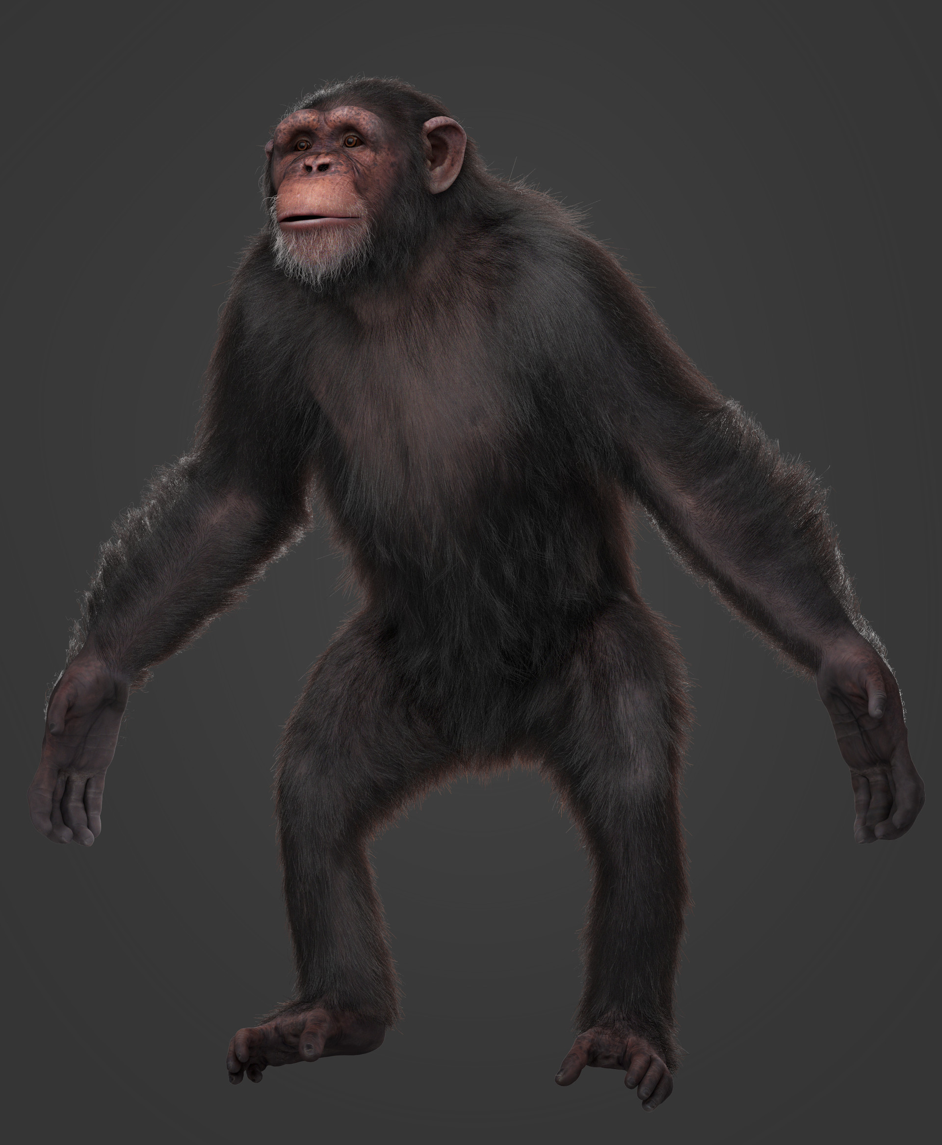 Manlin Sun - Monkey hair study