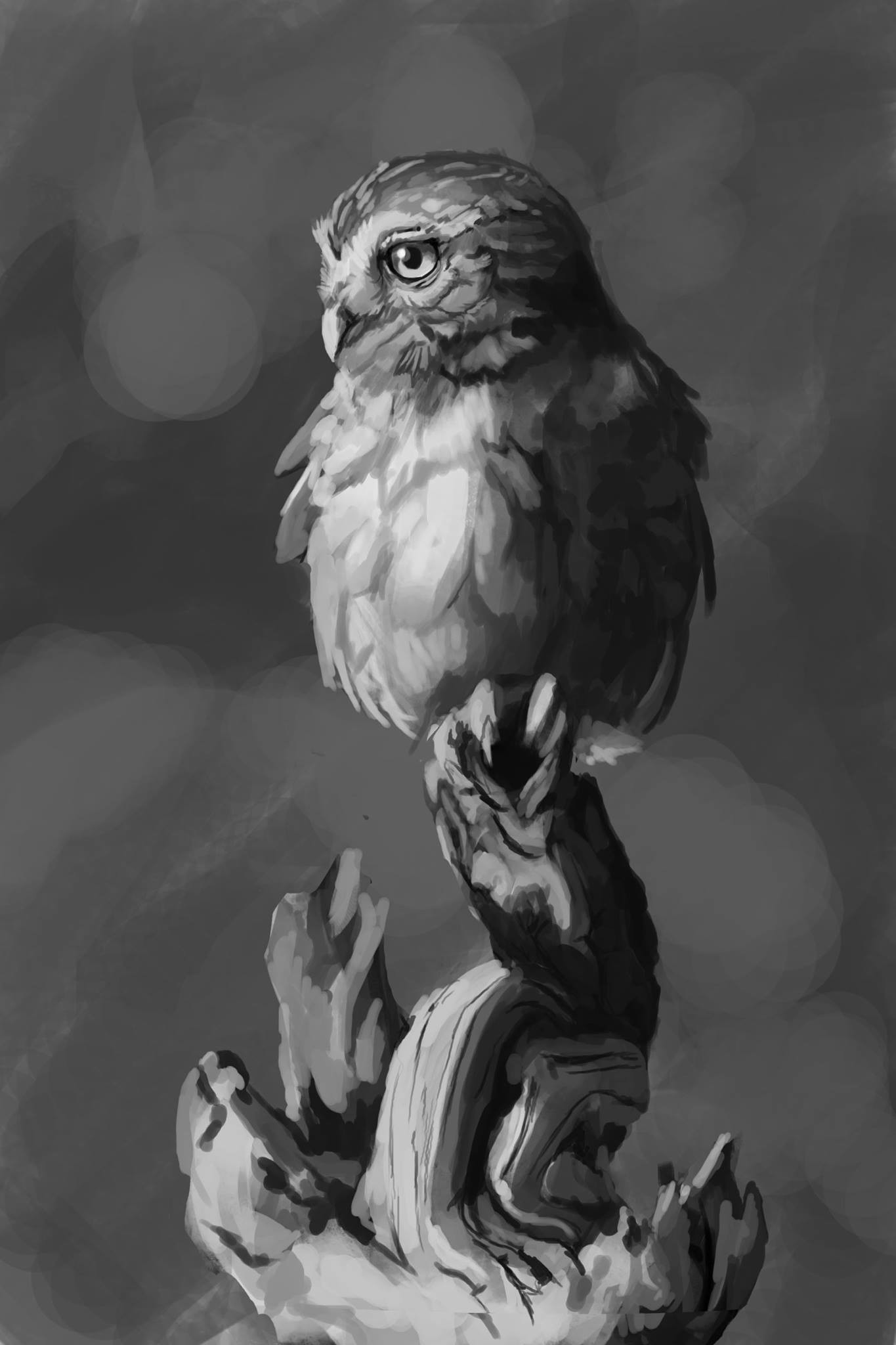 ArtStation - Owl from reference