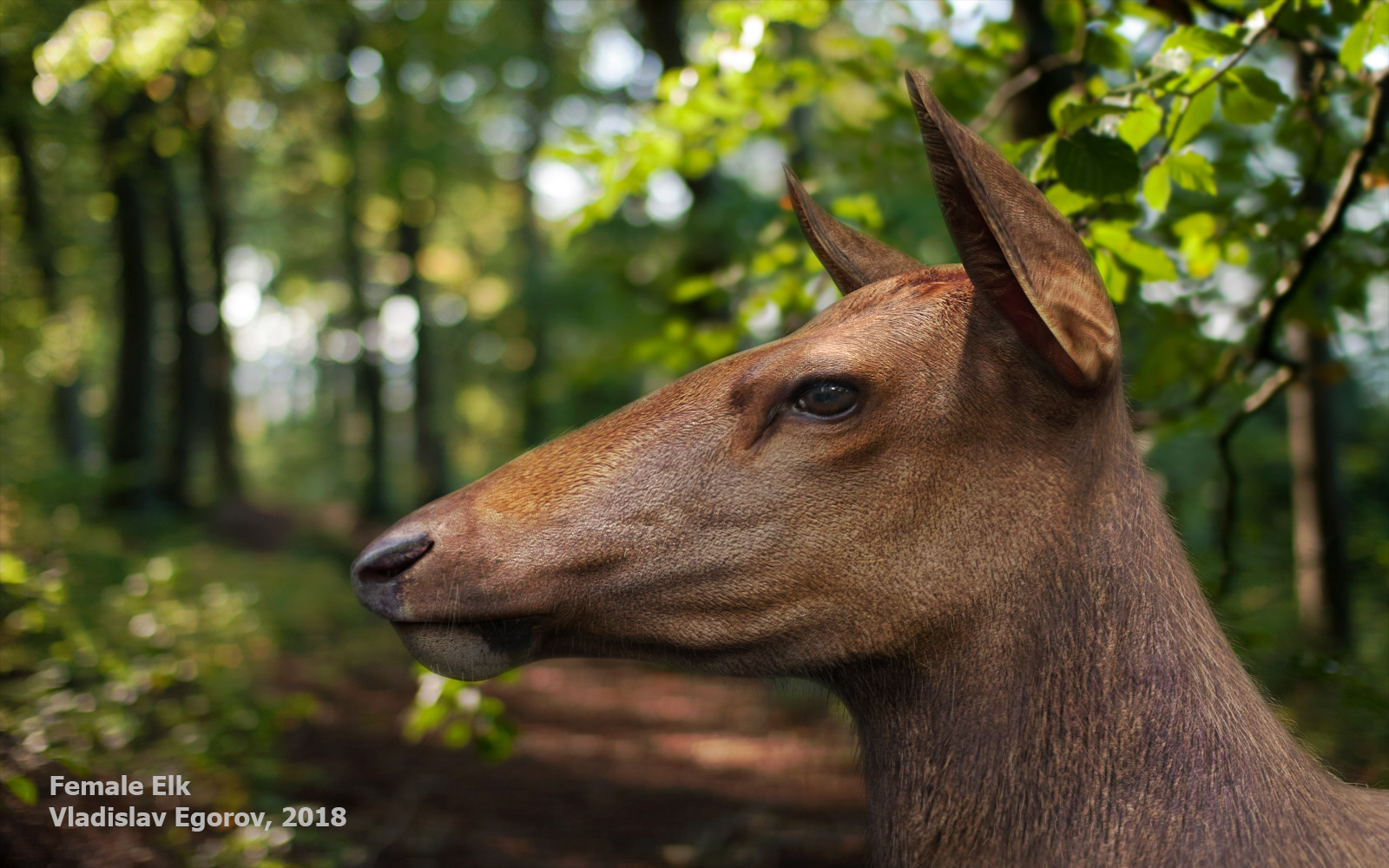 ArtStation - Female Elk