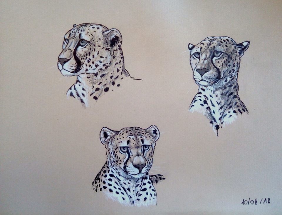 how to draw cheetah head