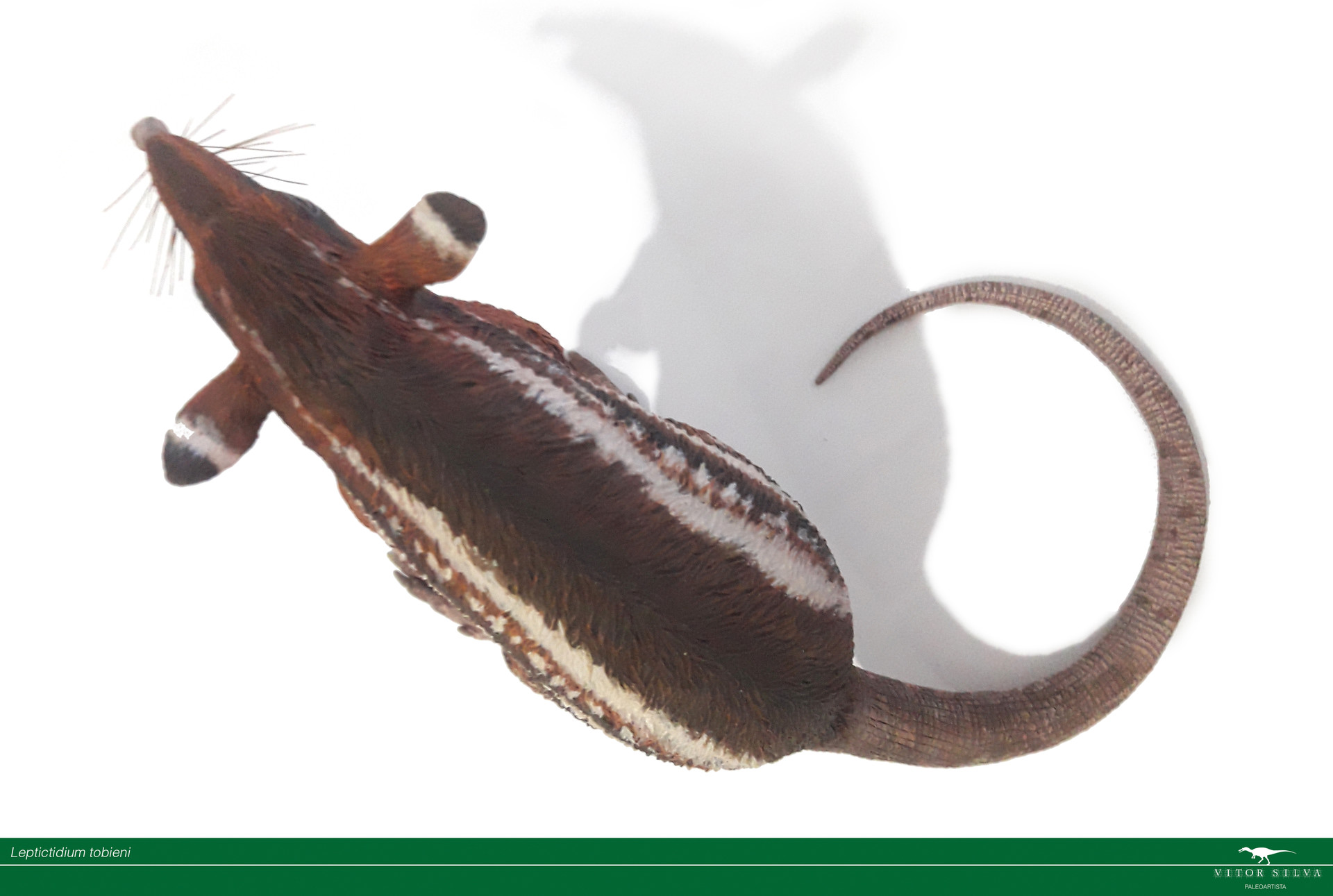 Vitor Silva - Leptictidium