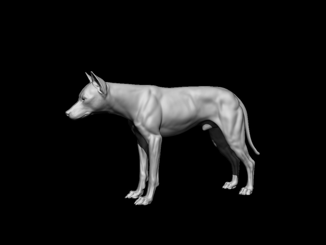 Aritz Basauri - Gray wolf