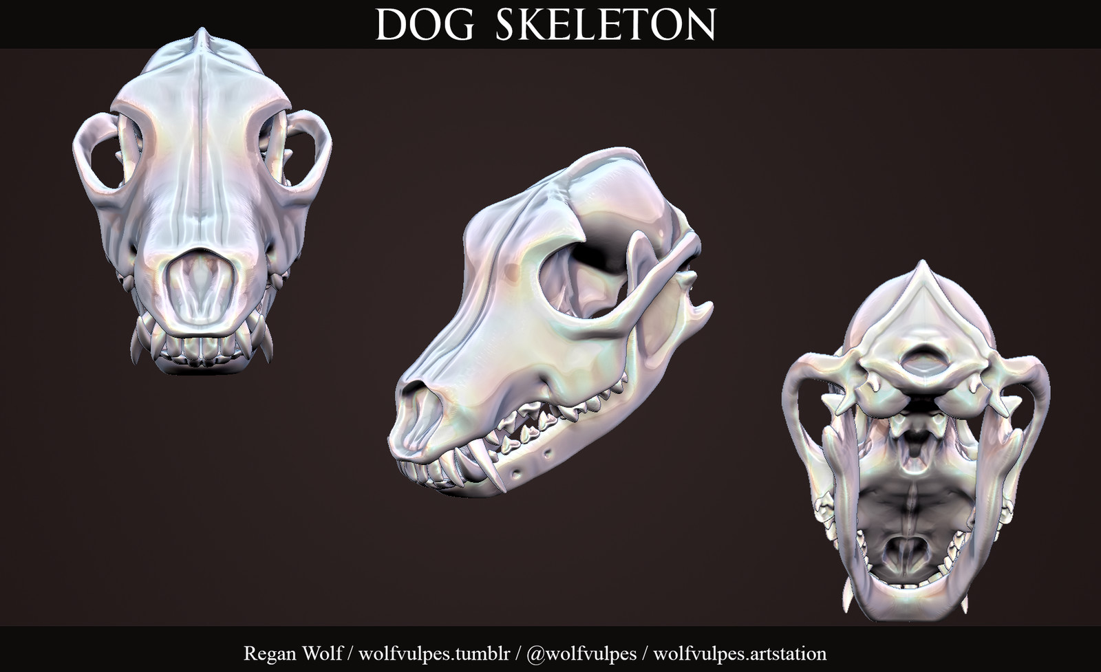 Ashton Wolf - Dog Skeleton Study Sculpture