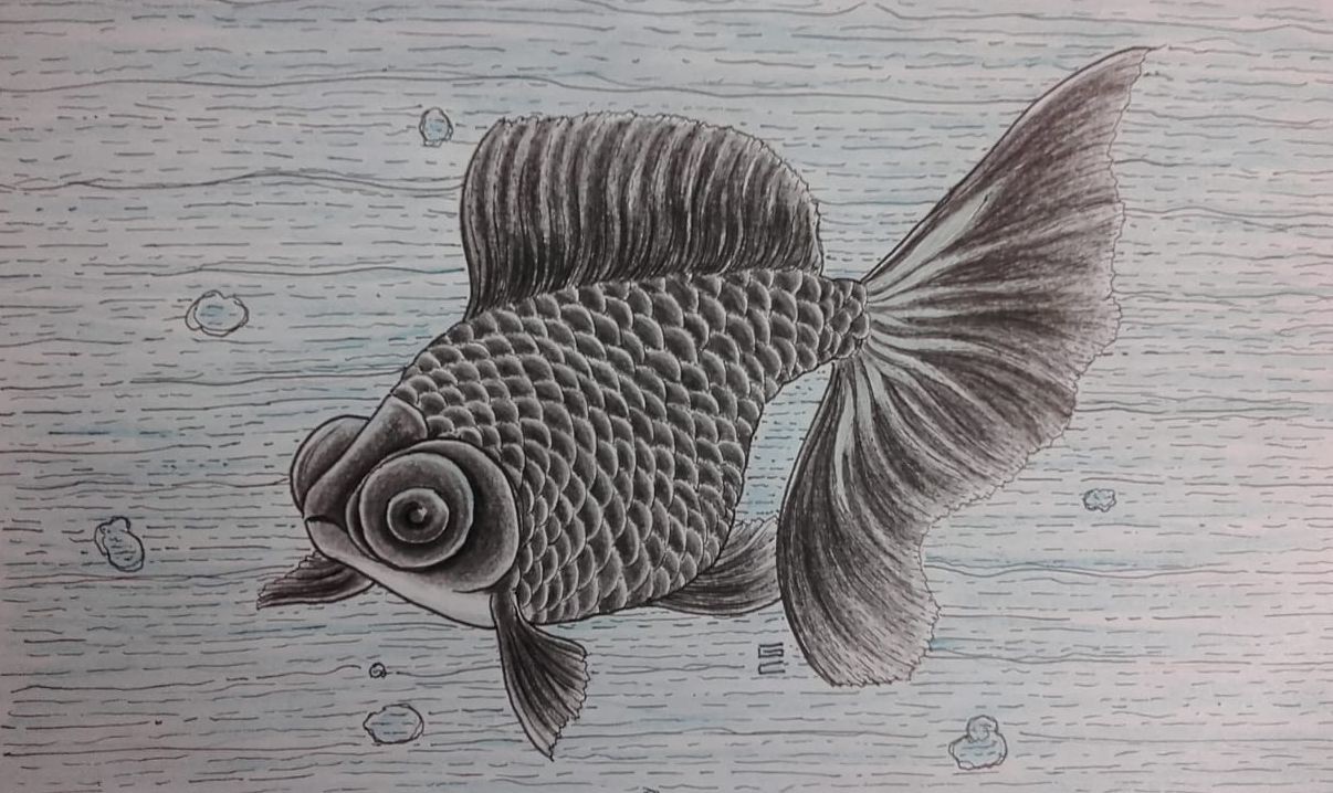 how to draw a butterfly telescope goldfish