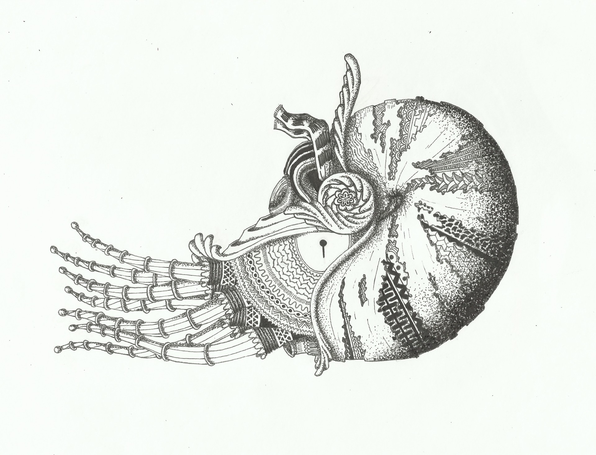 ArtStation - Nautilus