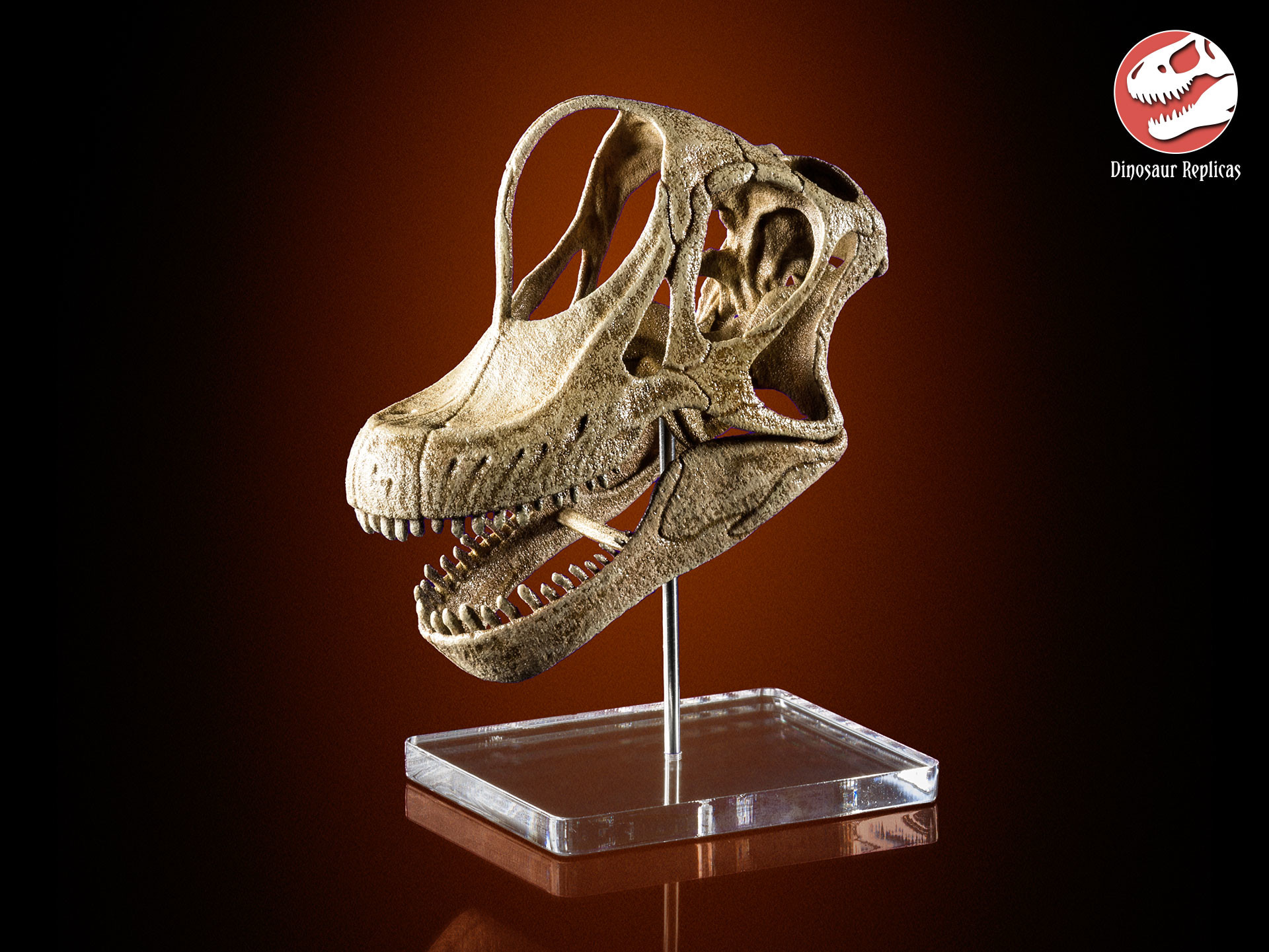 ArtStation - Dinosaur scale model skull - Giraffatitan