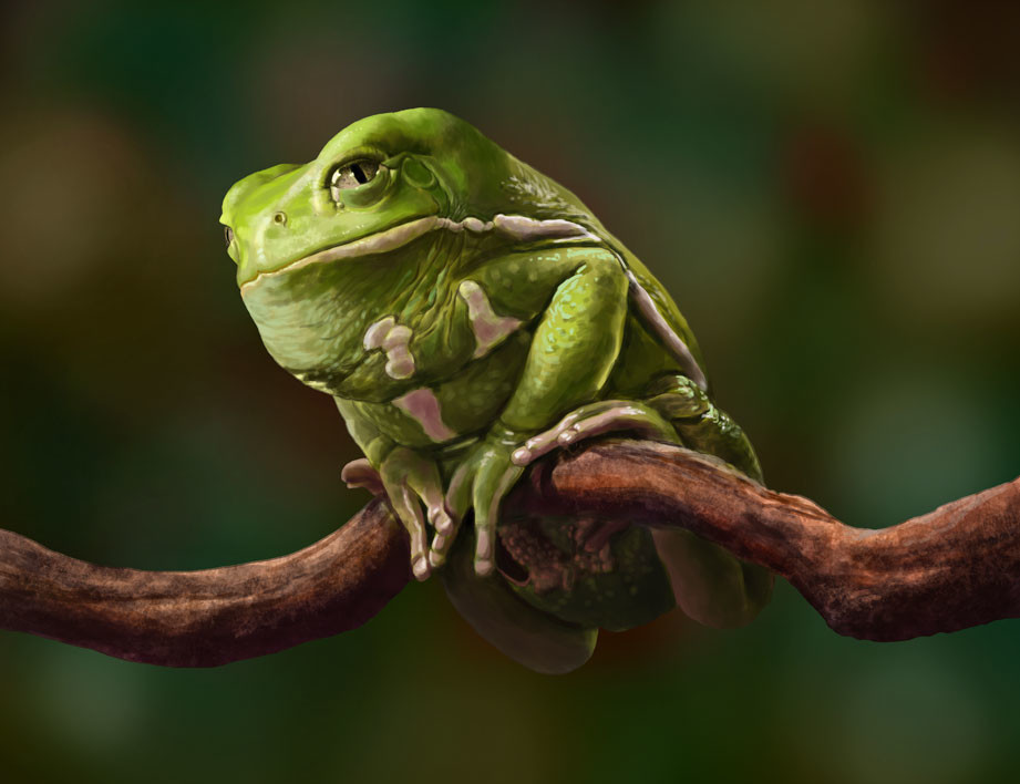ArtStation - Monkey Frog