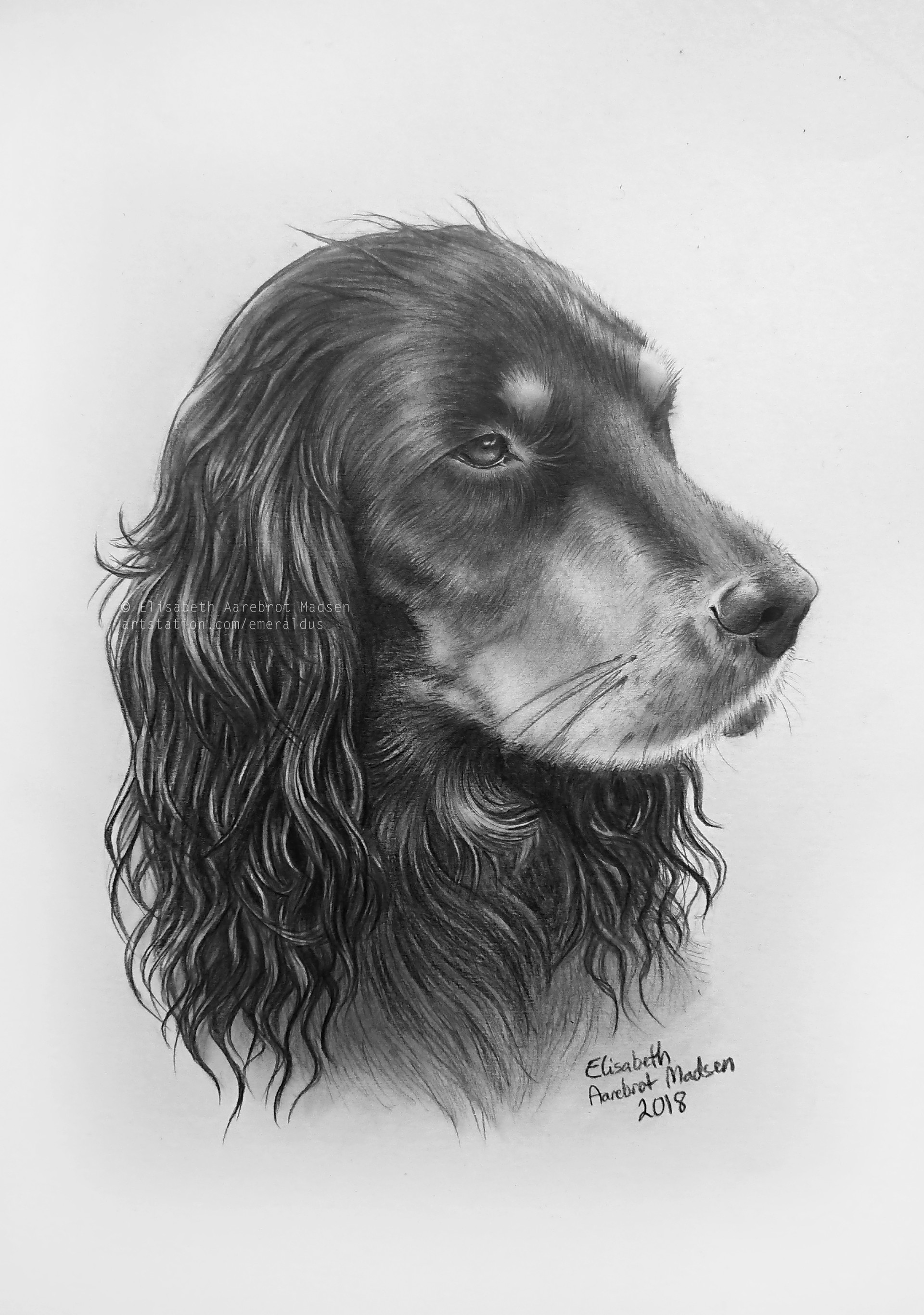 ArtStation - Pencil Drawing - Gordon Setter