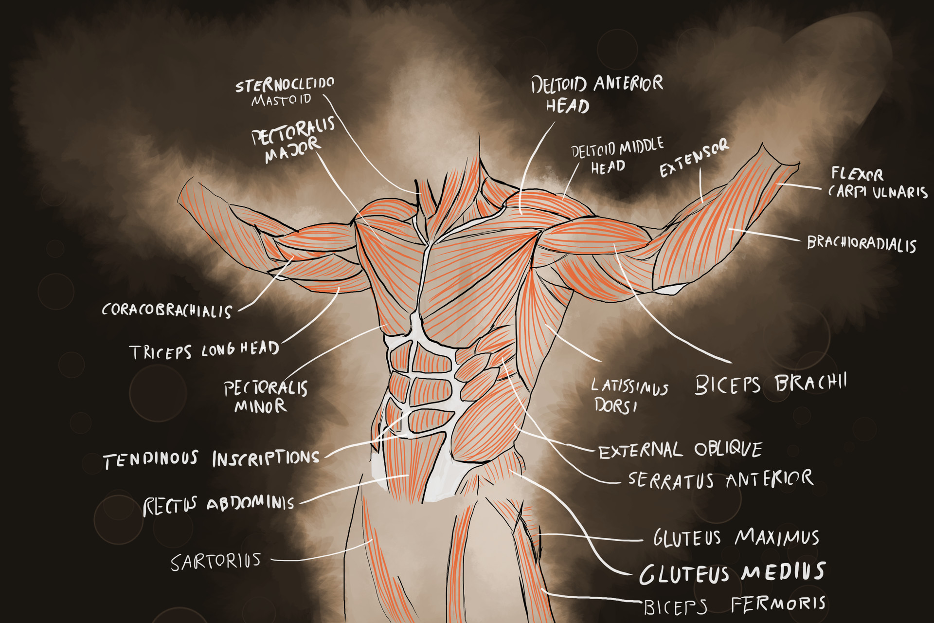 David Bock - Anatomy Study - Torso - 1