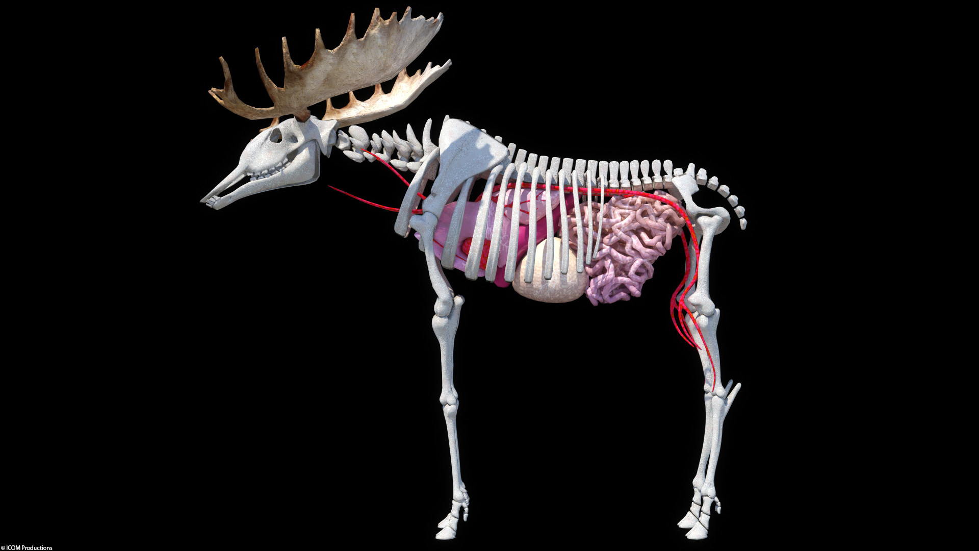 Moose Skeleton Anatomy