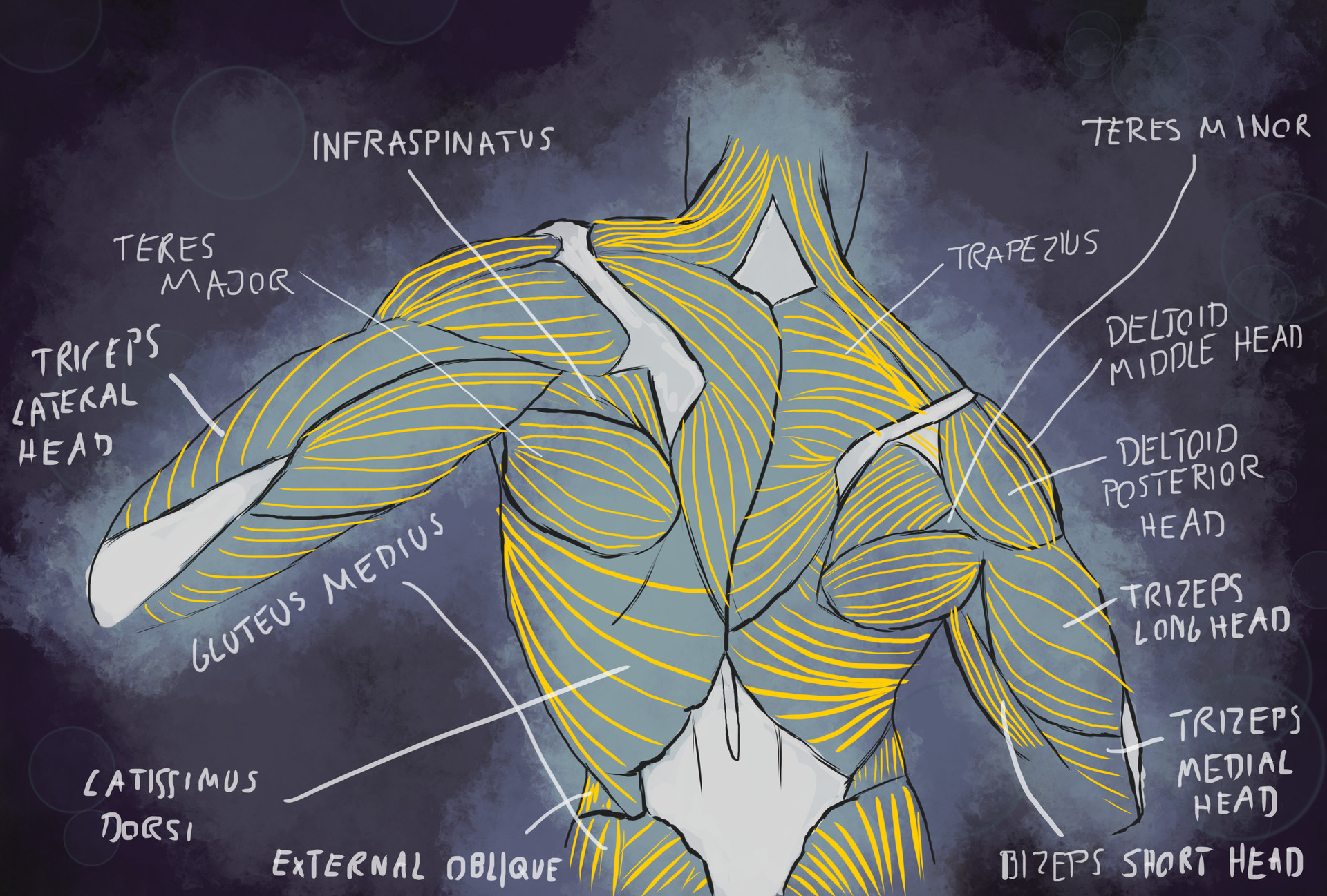 ArtStation - Anatomy Study - Torso - 4