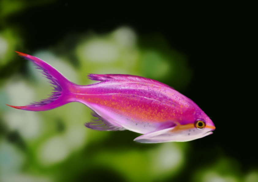 Pink Pet Fish