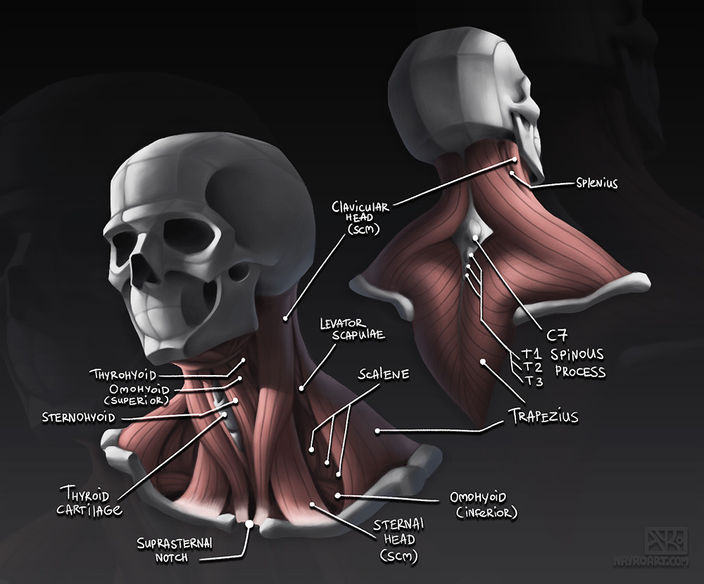 ArtStation - Neck Anatomy Study