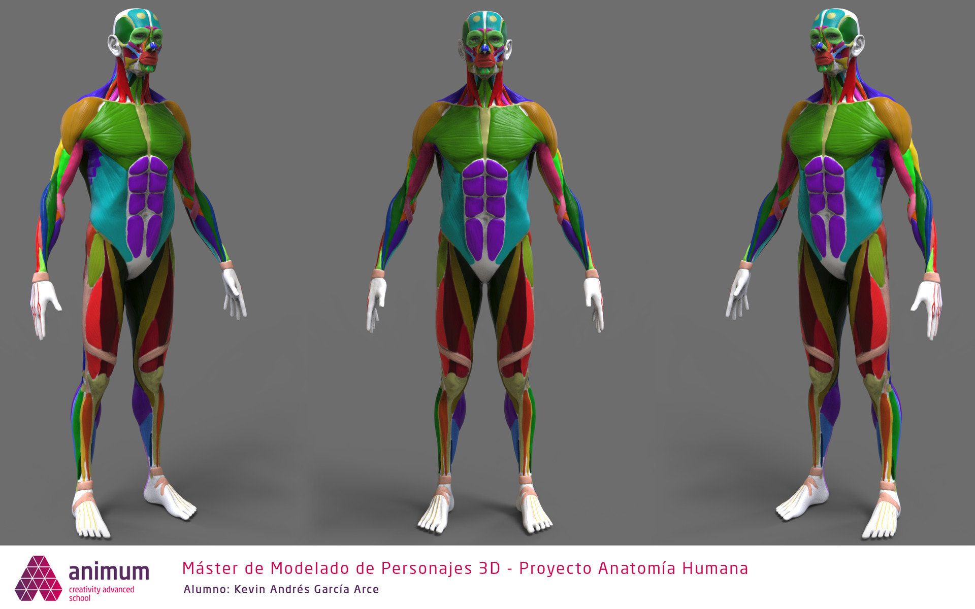 ArtStation - Anatomia 3D (3D Anatomy)