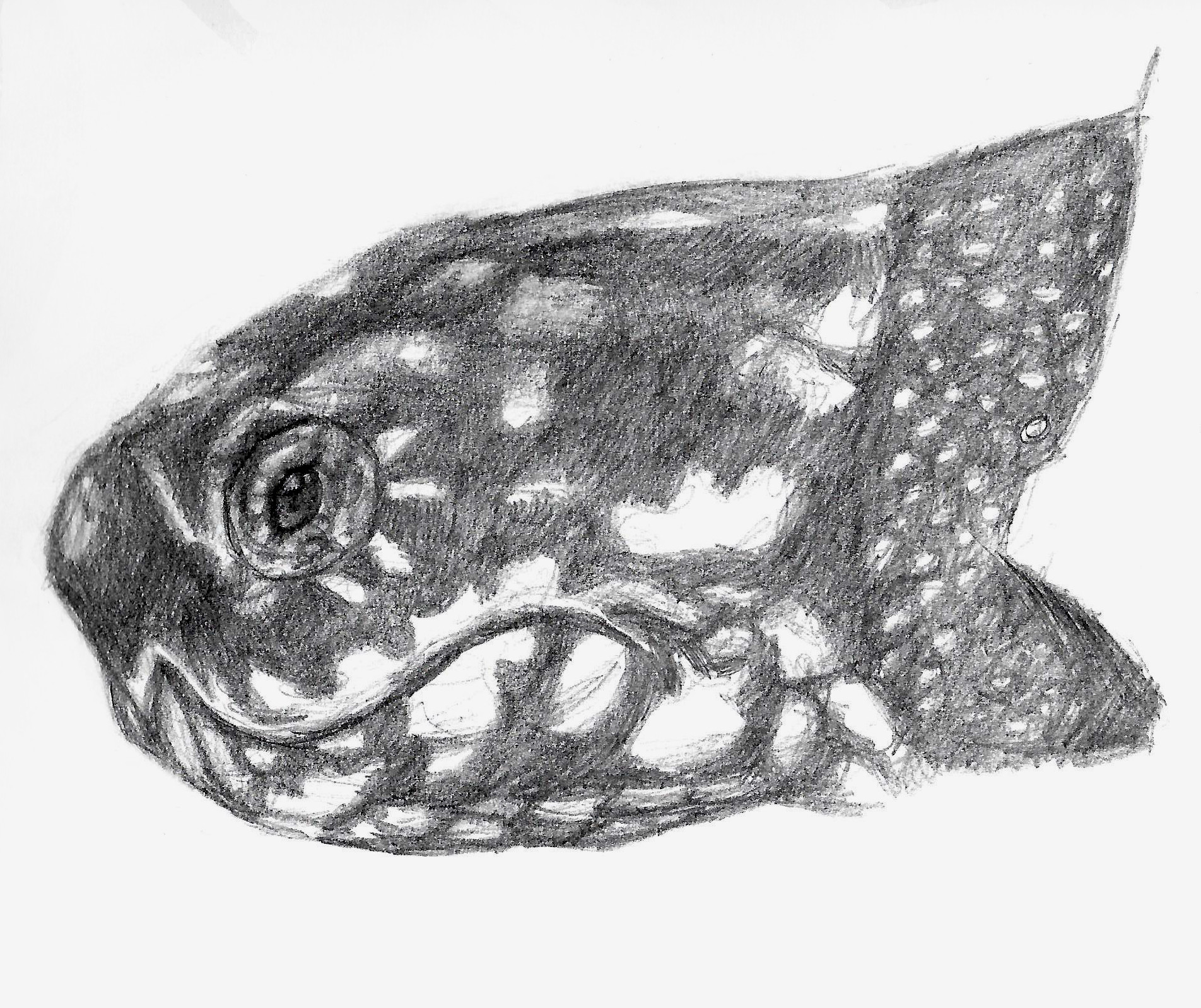 ArtStation - Leatherback Turtle