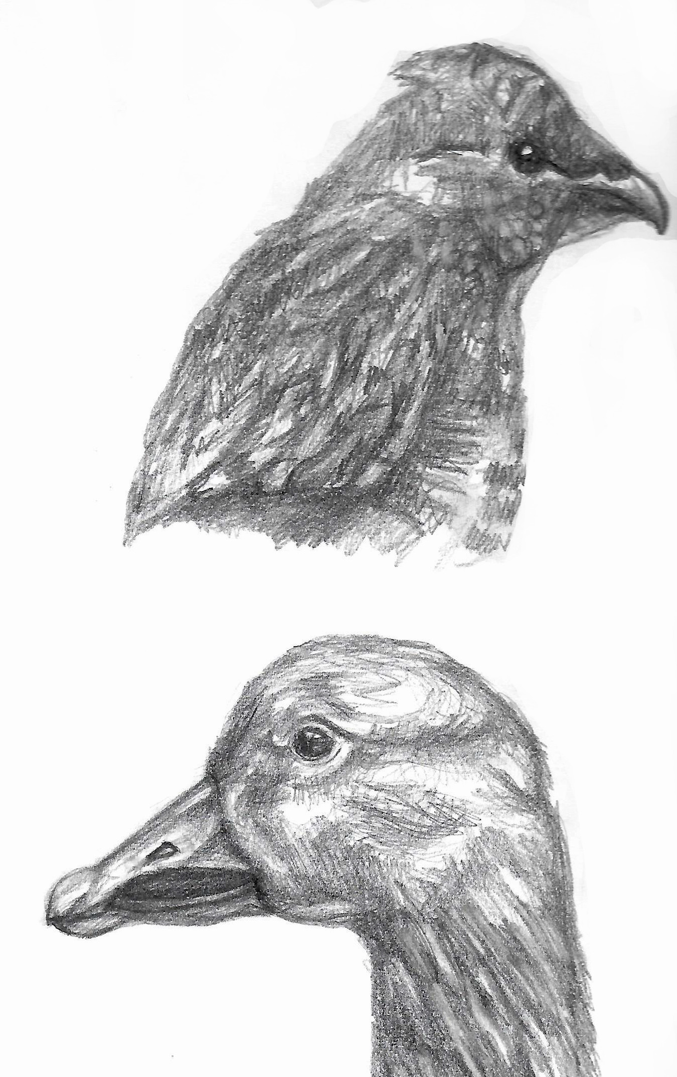 Graham Voss - Grouse and Snow Goose