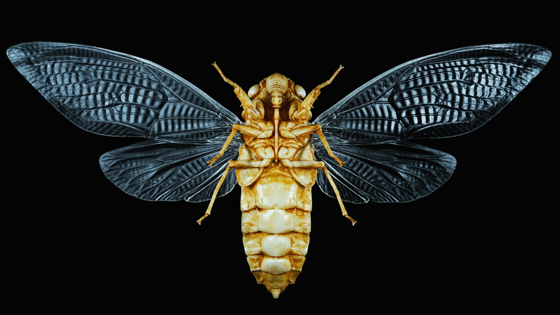 Paul Braddock - Megapomponia - Skull Cicada