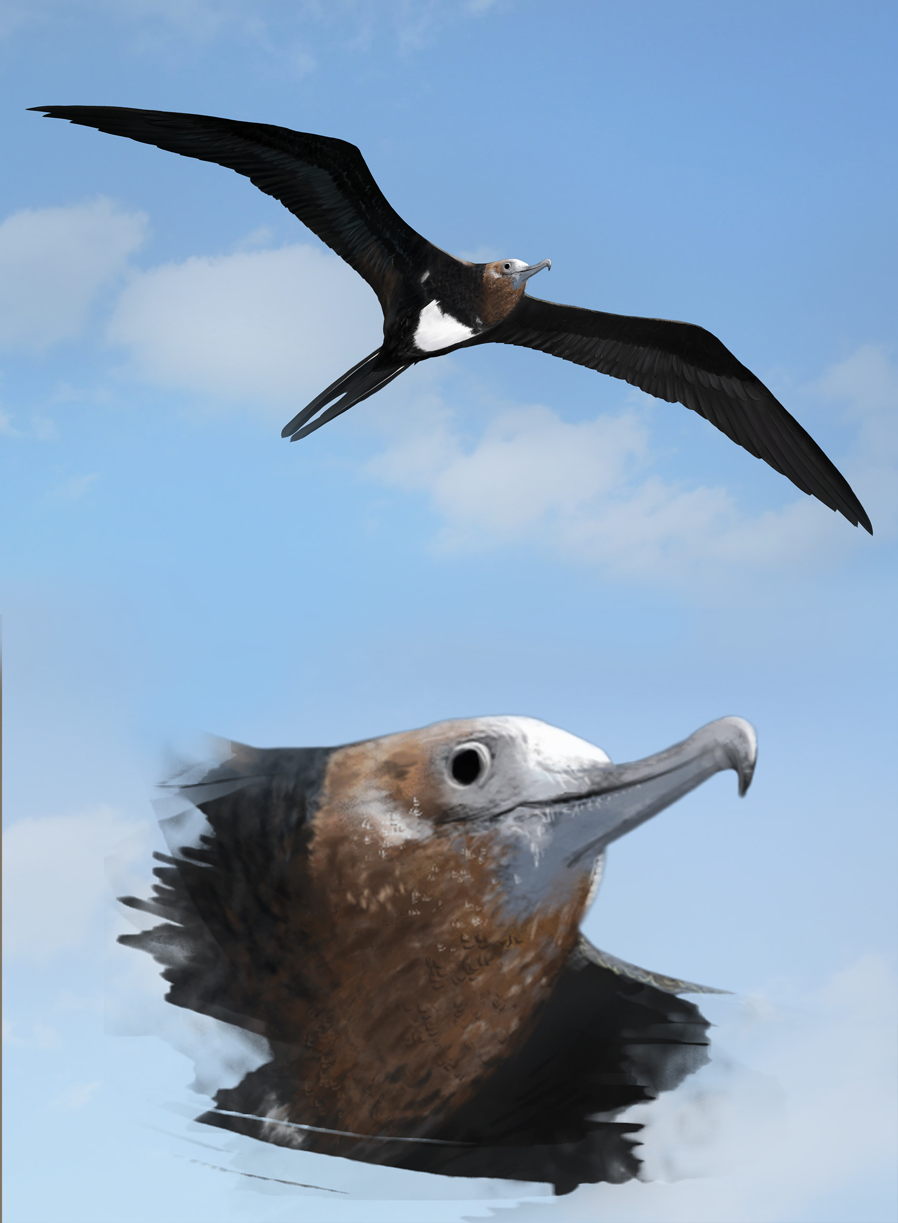 ArtStation - Fregata Minor