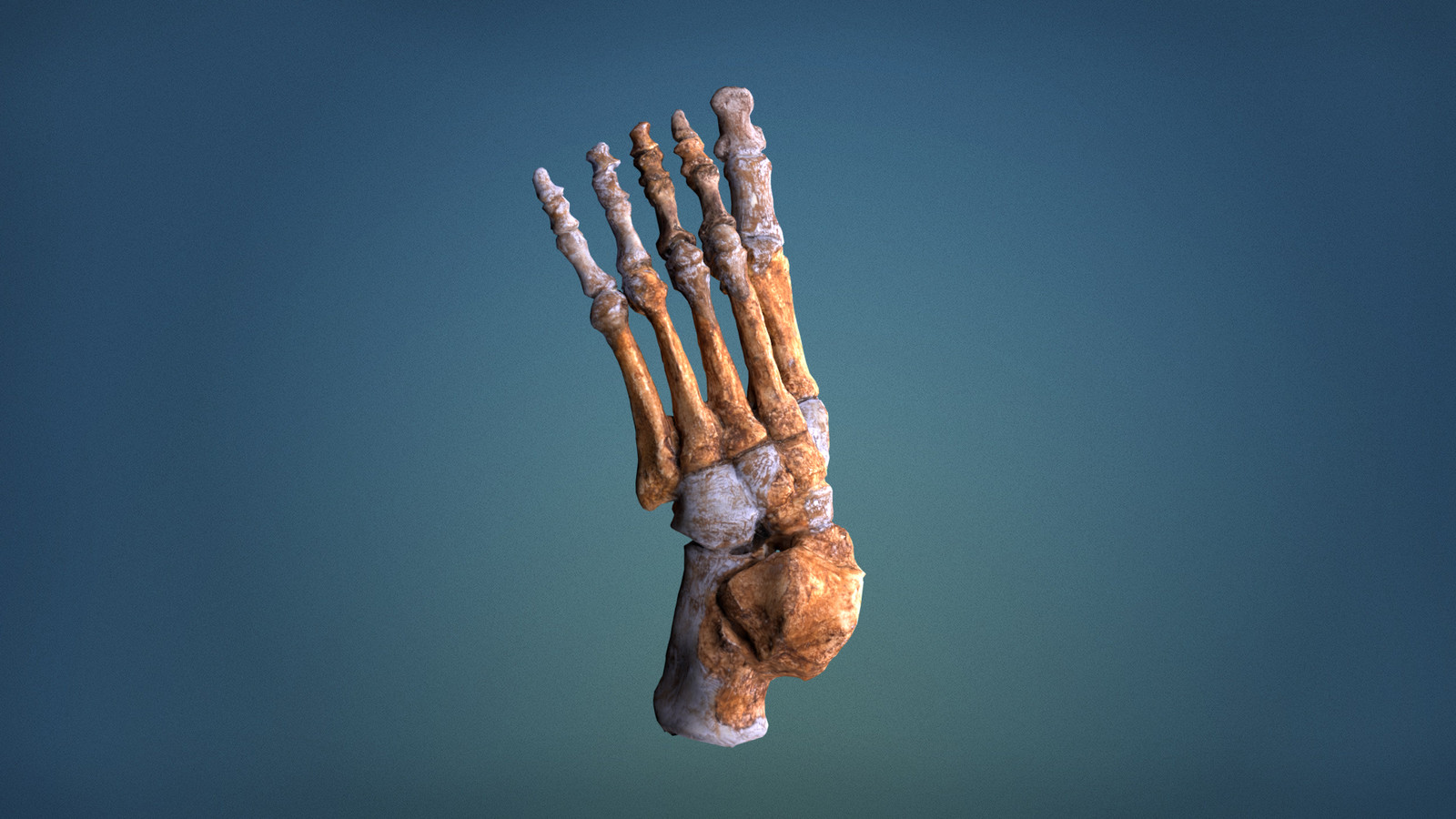 Rᴀᴋɪʙ Hᴏꜱꜱᴀɪɴ - Neanderthal Foot (Photogrammetry)