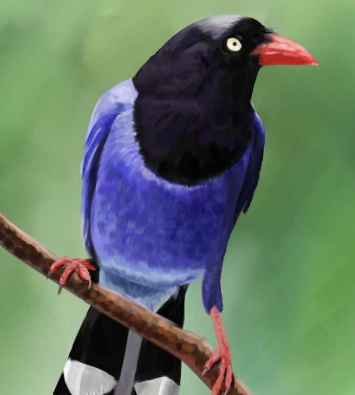 C SP - Taiwan Blue Magpie