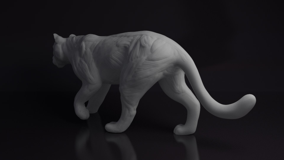 Florence Galopin - Puma anatomy study